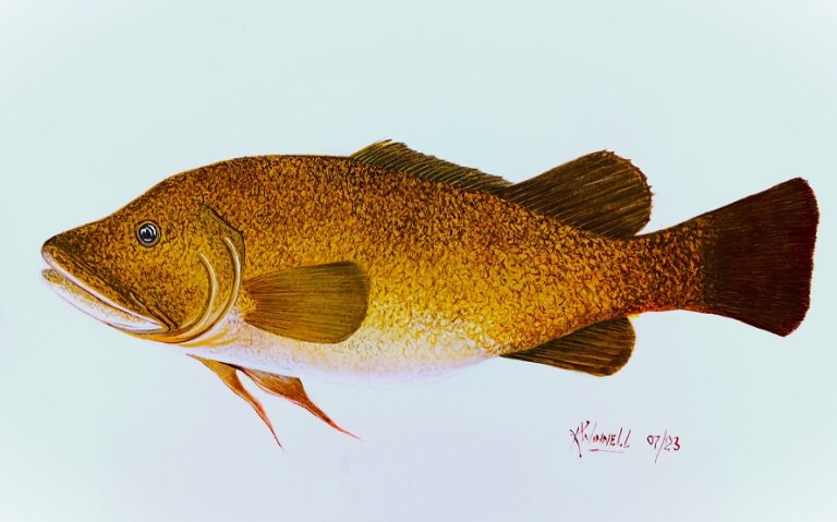Murray Cod – Sunbury Art Society
